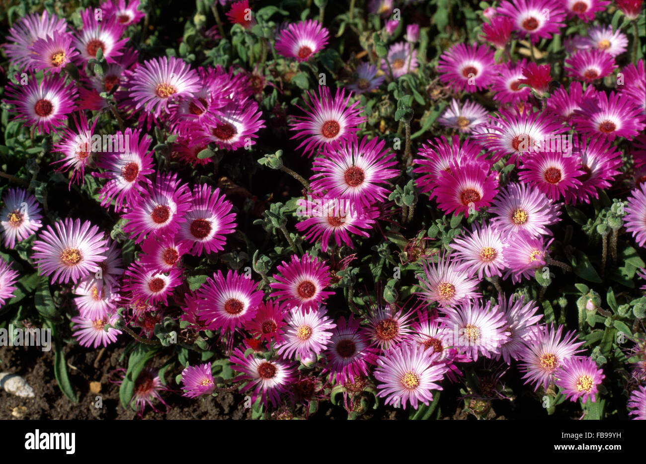 Mesembryanthemum hi-res stock photography and images - Alamy