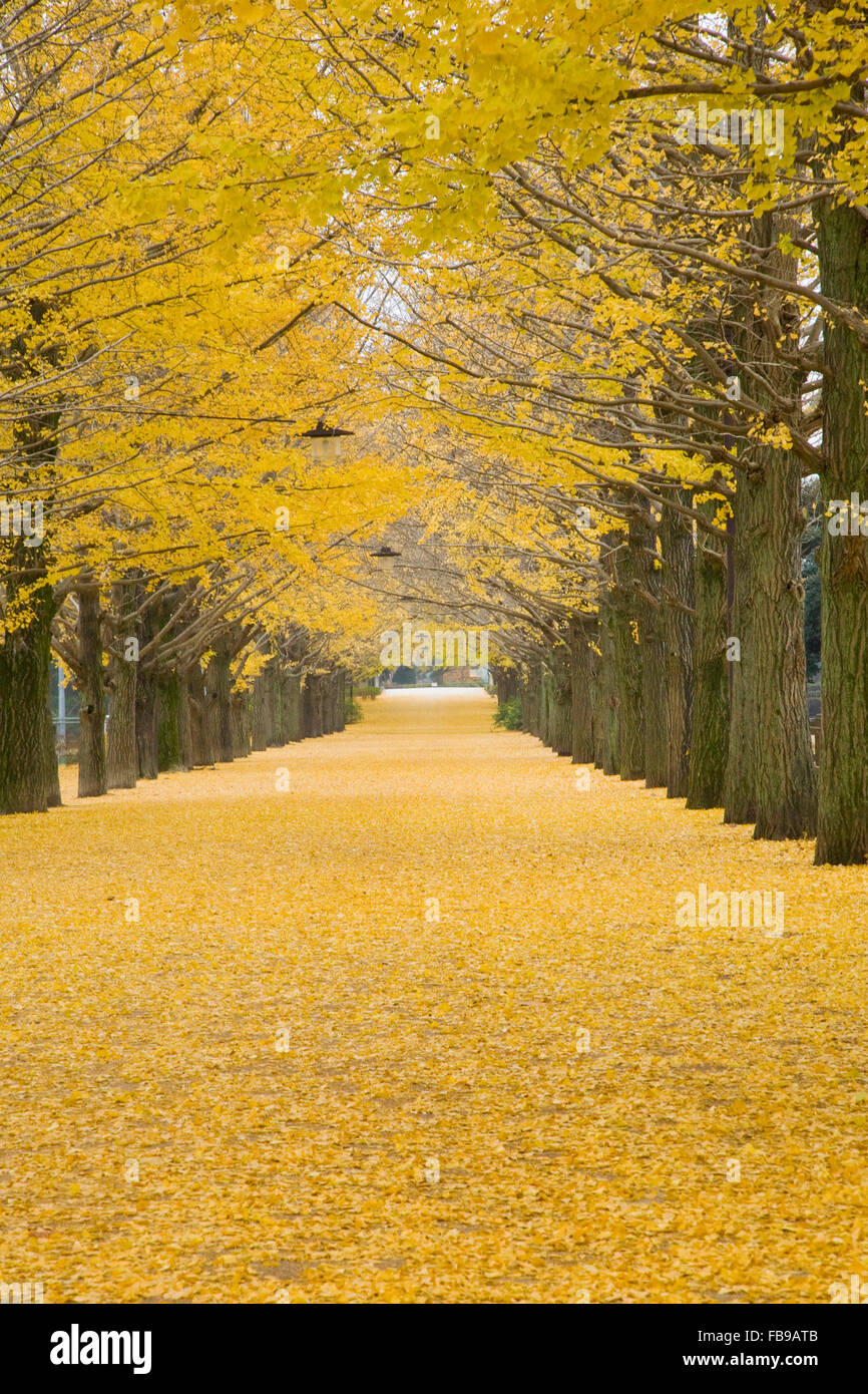 Ginkgo trees in autumn, Tokyo, Japan Stock Photo - Alamy
