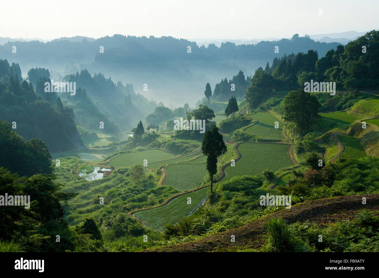 Terraced rice fields, Niigata Prefecture, Japan Stock Photo - Alamy