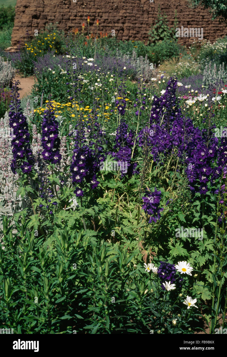 Blue delphiniums in summer border in country garden Stock Photo - Alamy
