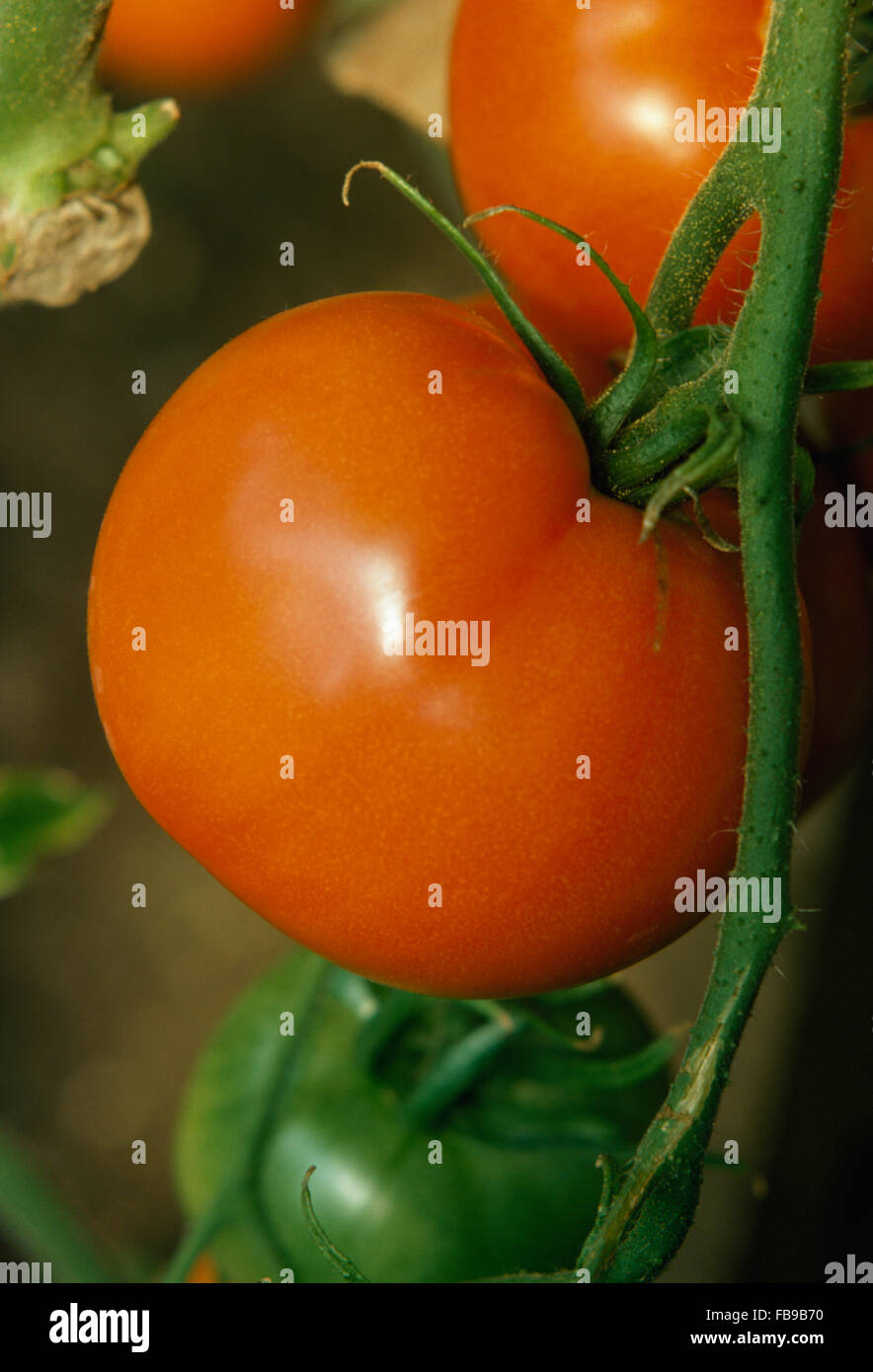 Plants tomatoes and fruit hi-res stock photography and images - Alamy