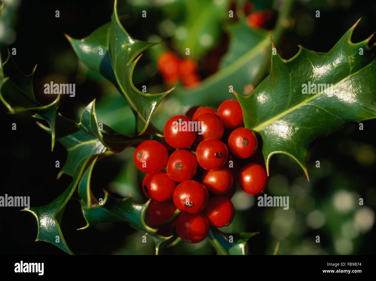 Holly shrub berries hi-res stock photography and images - Alamy