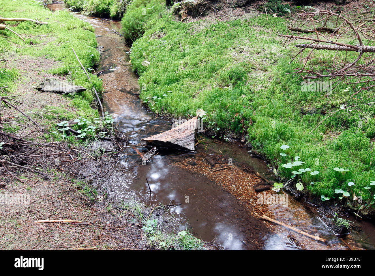 Brooklet in natural preserve Kladska peats Stock Photo - Alamy