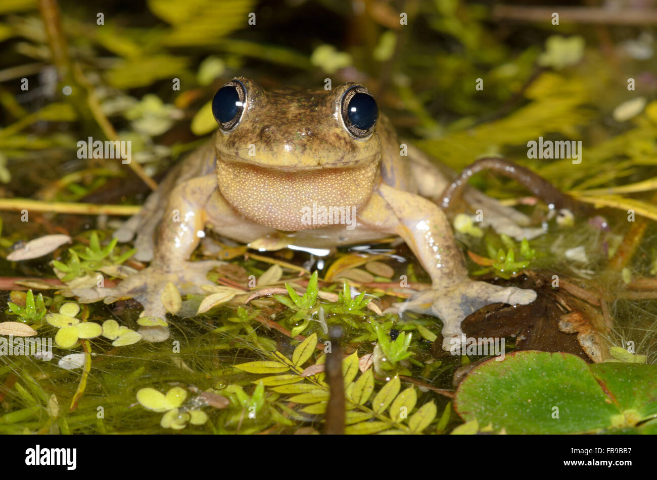 Calling male Peron's tree frog, Litoria peronii, at Glenbrook, New ...