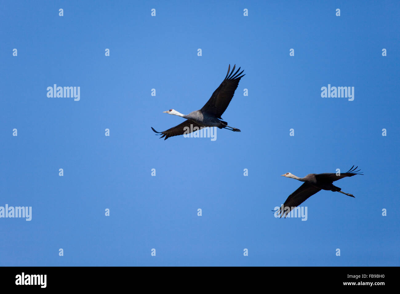Two cranes flying, Kagoshima Prefecture, Japan Stock Photo - Alamy