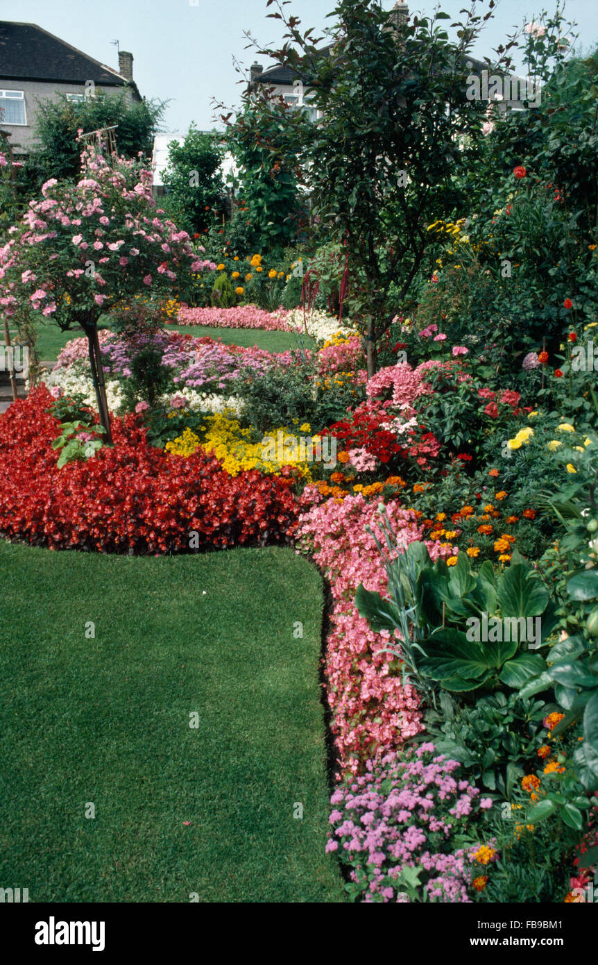 Pink and red begonias in borders beside lawn in a seventies suburban ...