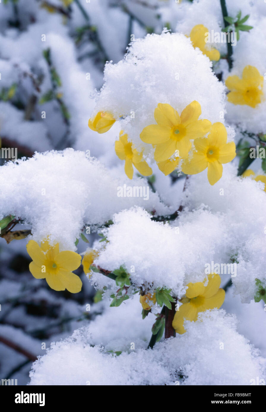Winter jasmine hi-res stock photography and images - Alamy