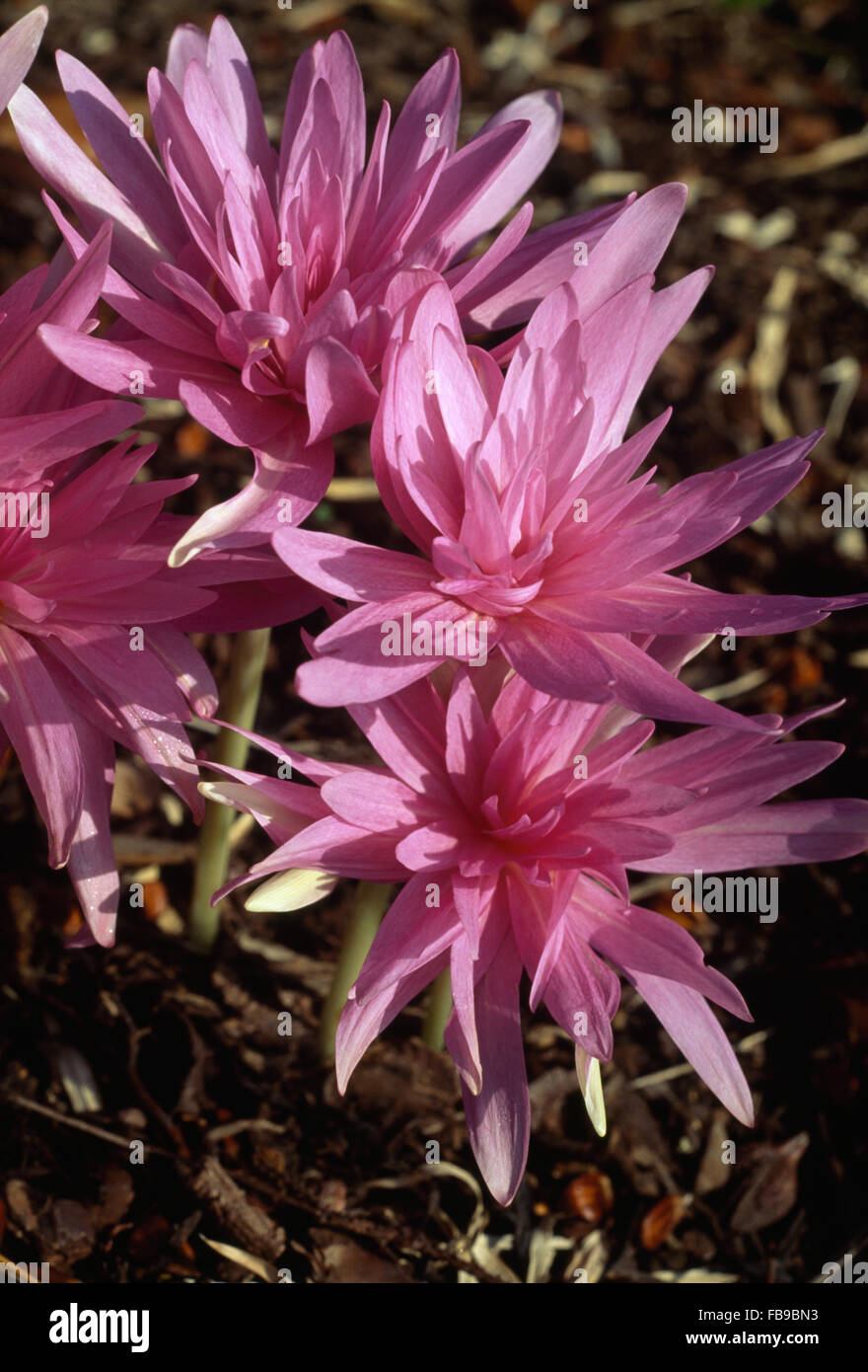 Close-up of pink Colchicum Stock Photo - Alamy