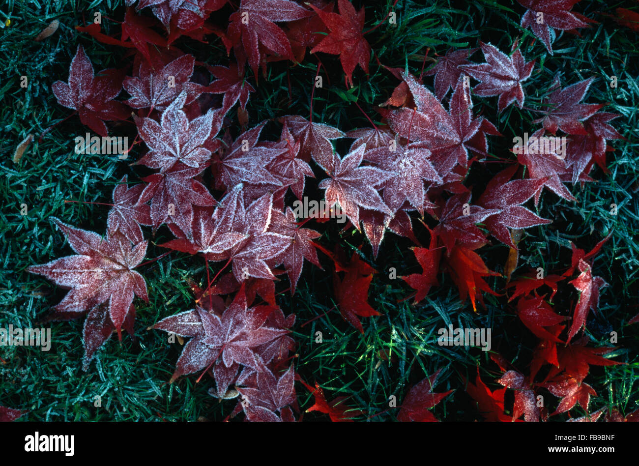 Frosted plants hi-res stock photography and images - Alamy