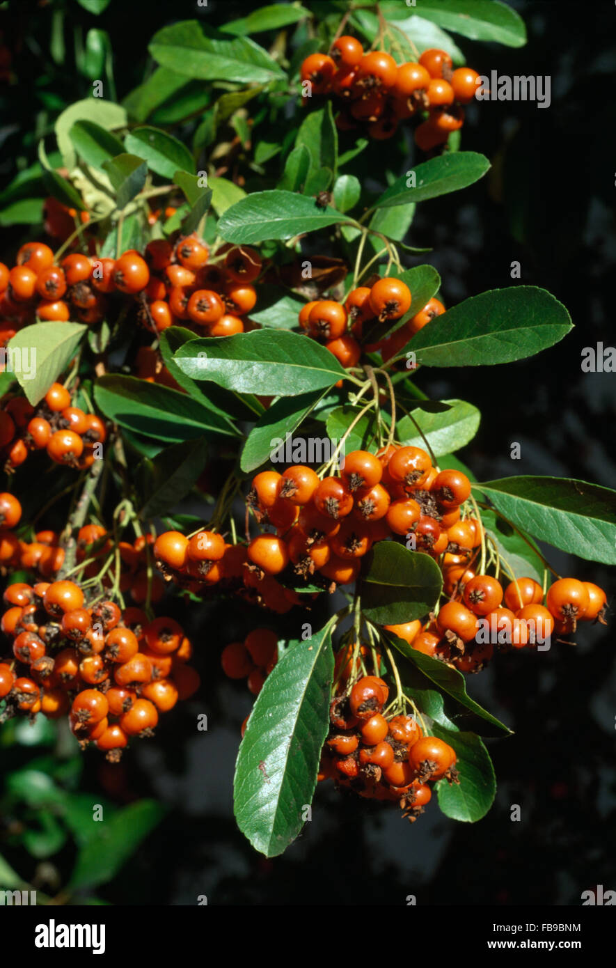 Close-up of orange berried pyracantha Stock Photo - Alamy