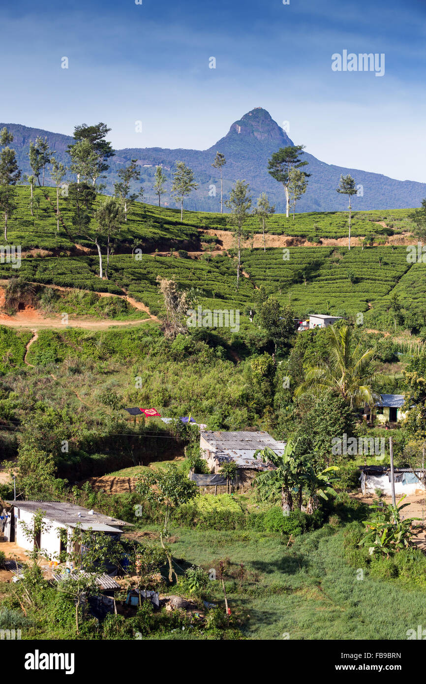 Amazing view of Adam's Peak (Sri Pada) in Sri Lanka, Asia Stock Photo ...
