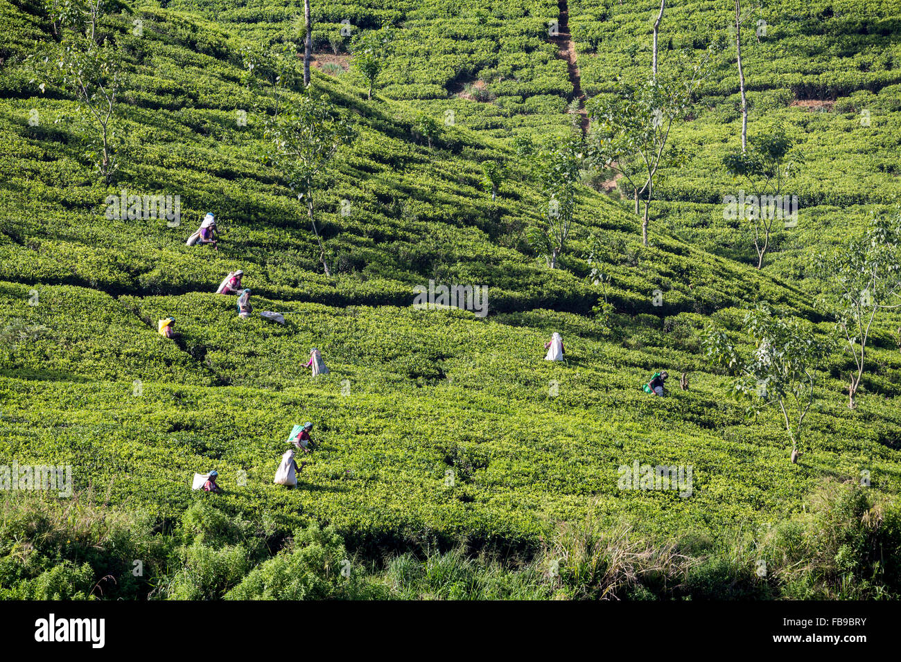 Tea picking, Tea plantation, Central Province, district Hatton ...