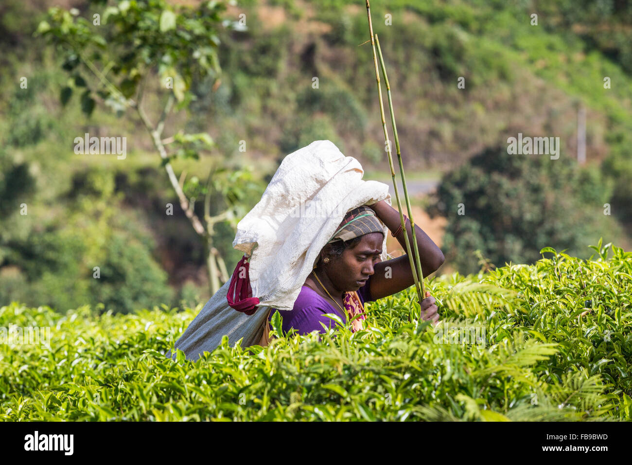 Tea picking, Tea plantation, Central Province, district Hatton ...