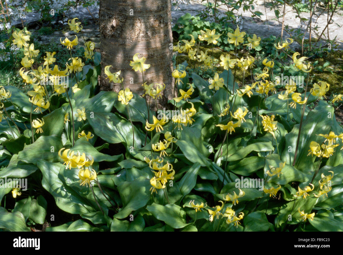 Close-up of dog's tooth violets growing below a tree Stock Photo - Alamy