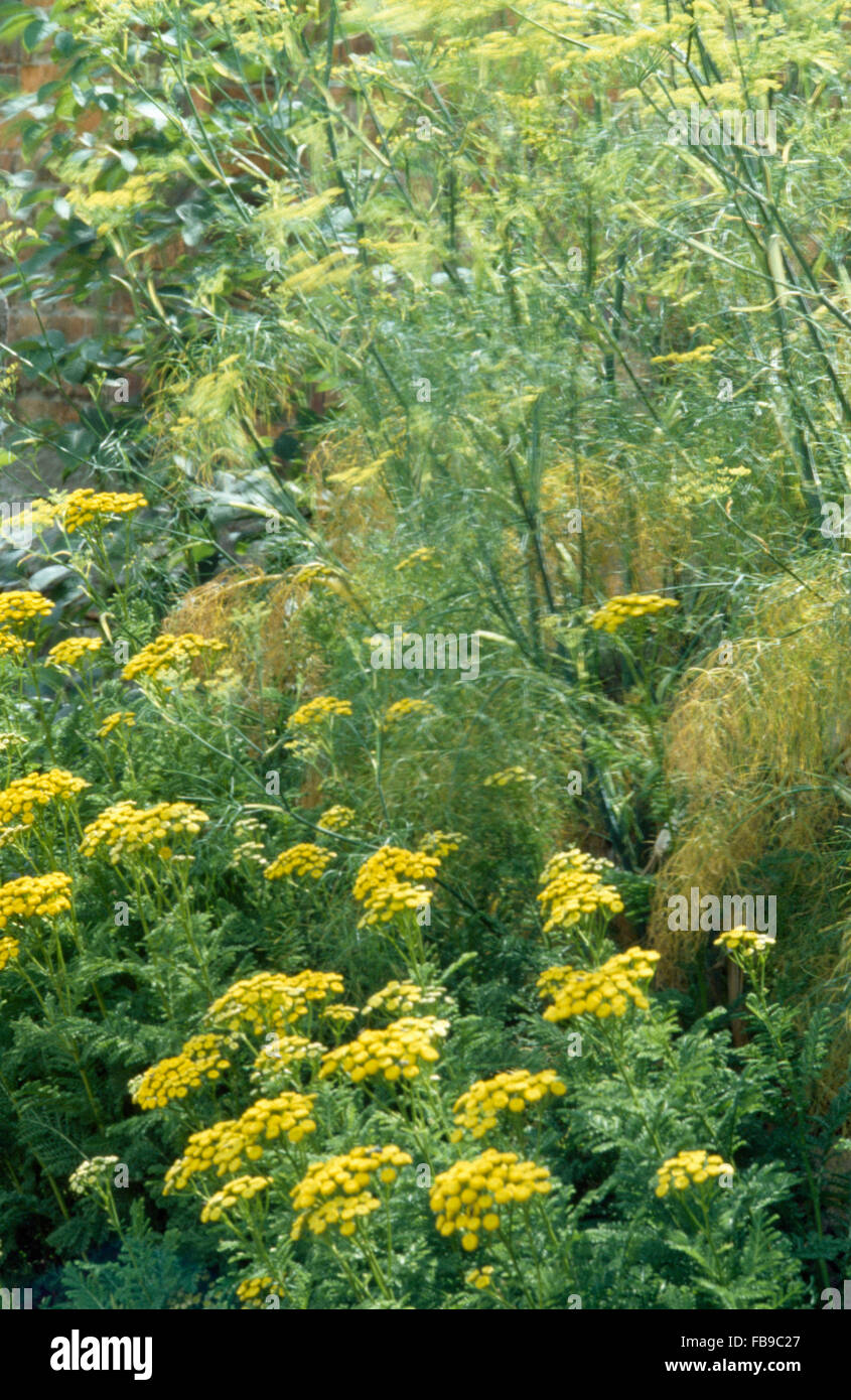 Yellow tansy tanacetum vulgare hi-res stock photography and images - Alamy