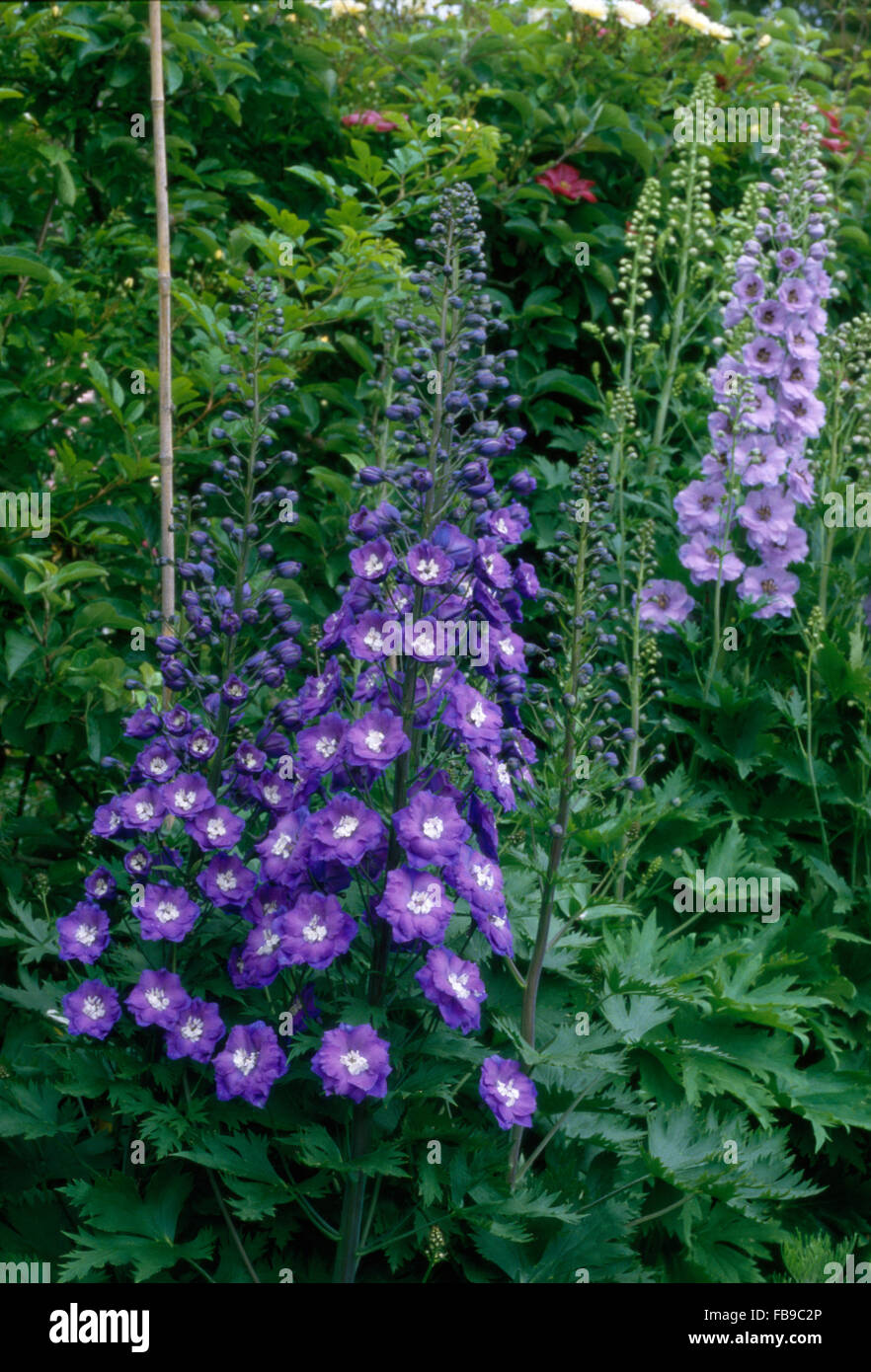 Tall border plants hi-res stock photography and images - Alamy