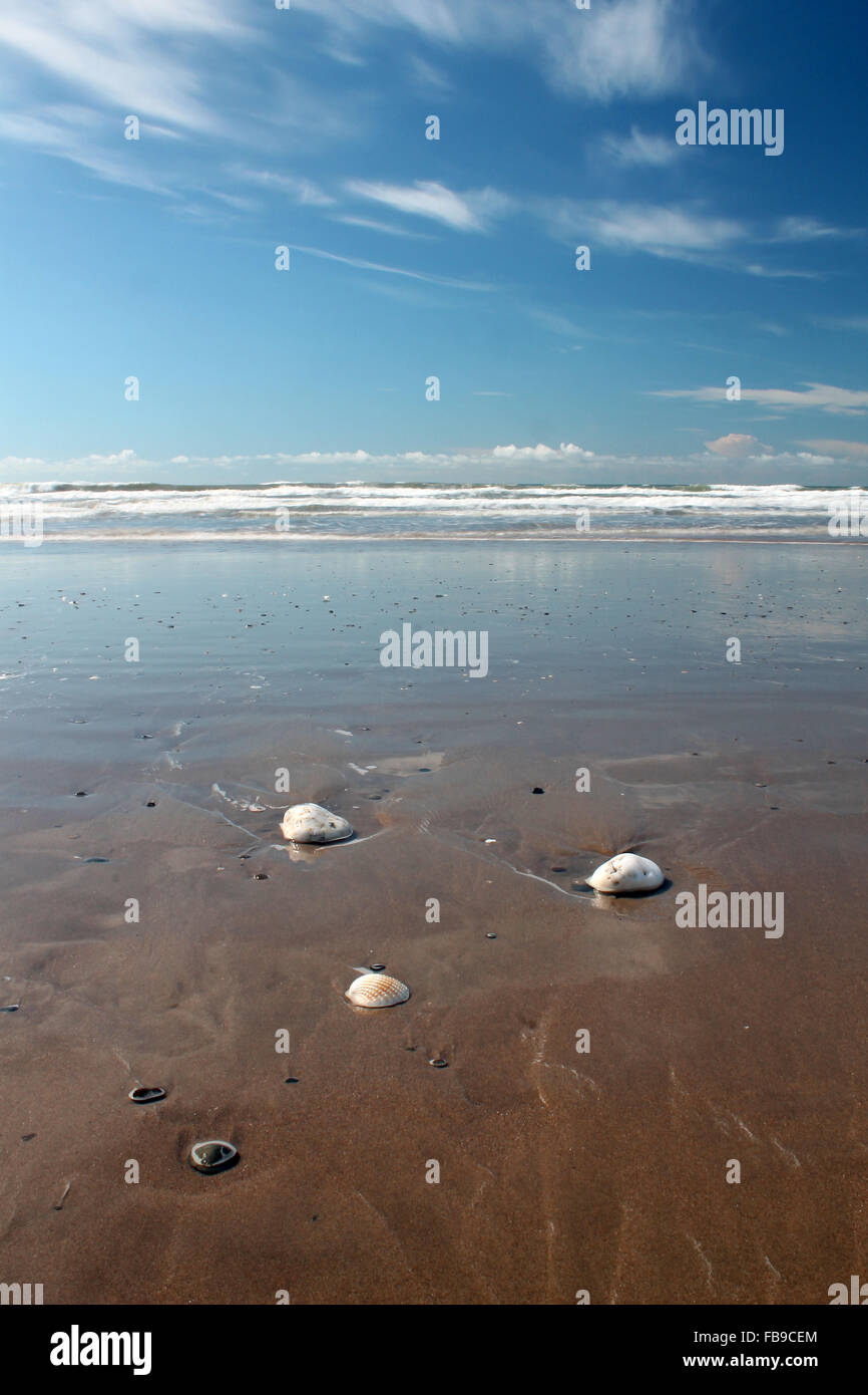 Shells on Tywyn beach mid Wales Stock Photo - Alamy