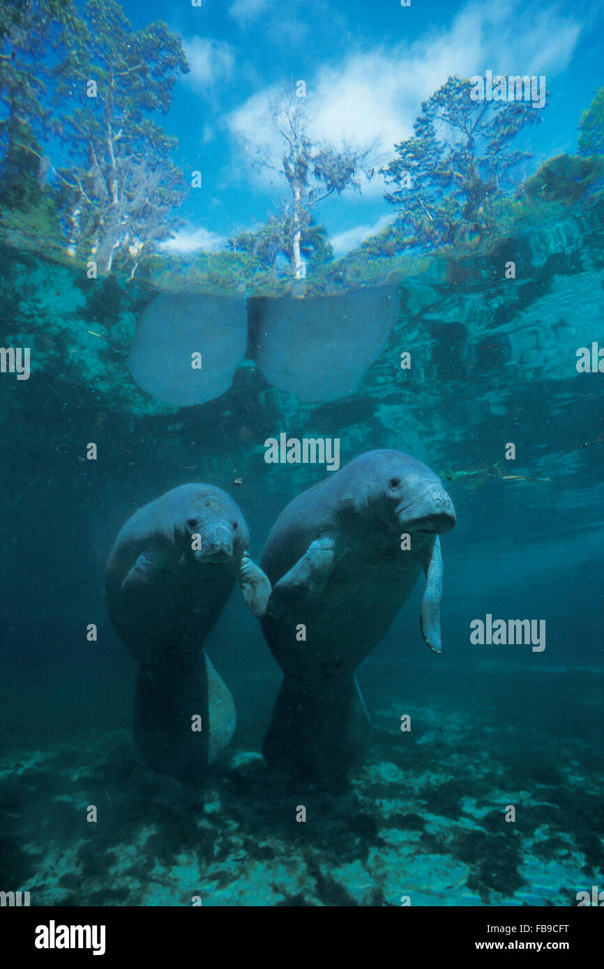 Two manatees in crystal river hi-res stock photography and images - Alamy