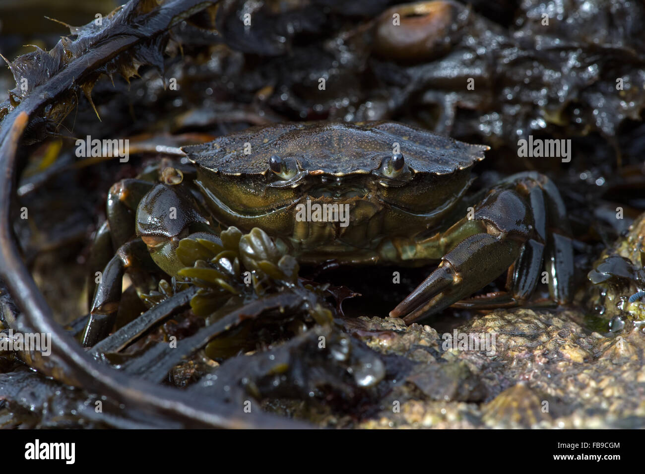 Green Shore Crab (Carcinus Maenus Stock Photo - Alamy