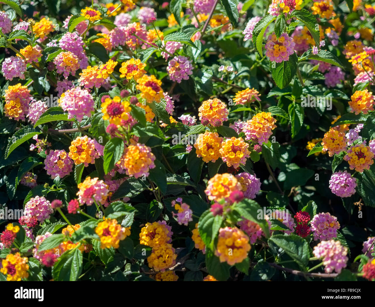 Lantana shrub verbena verbenaceae hi-res stock photography and images ...