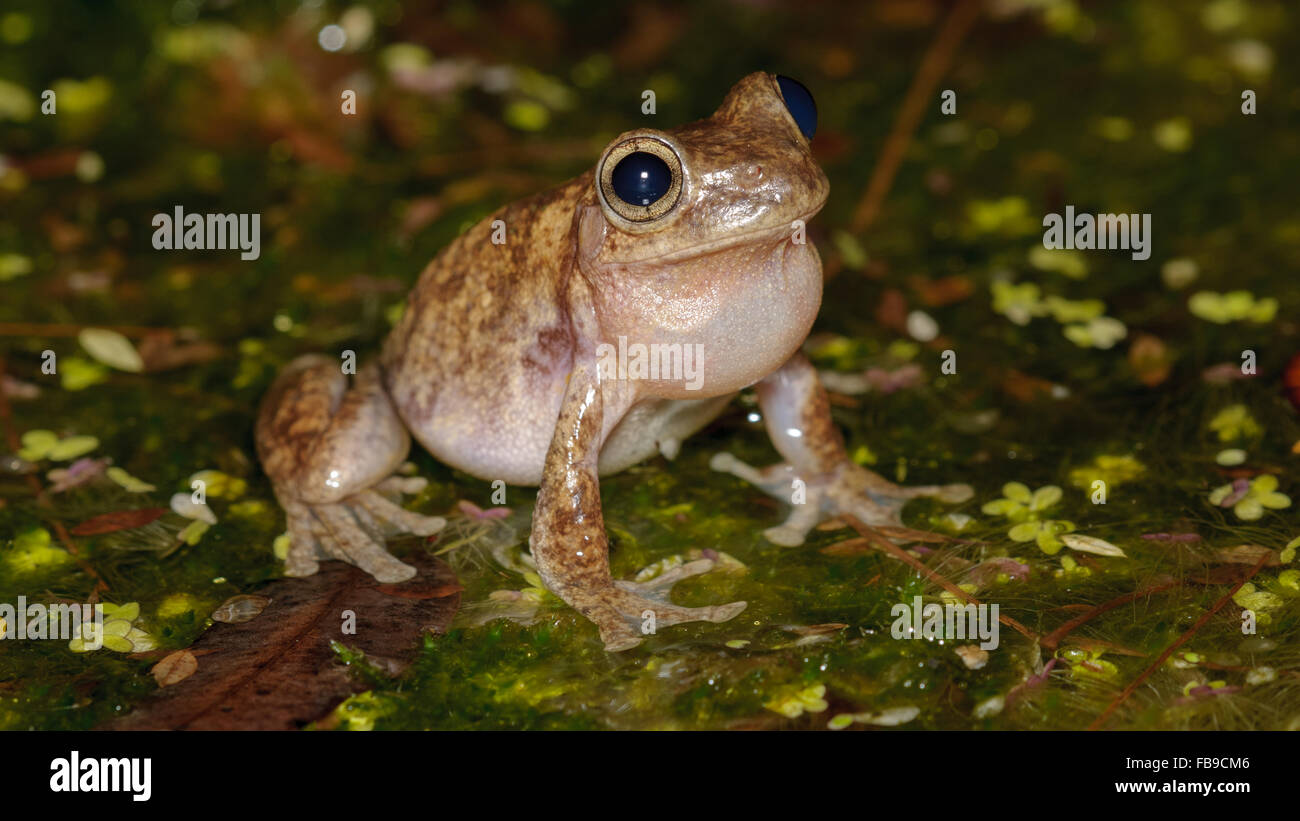 Calling male Peron's tree frog, Litoria peronii, at Glenbrook, New ...