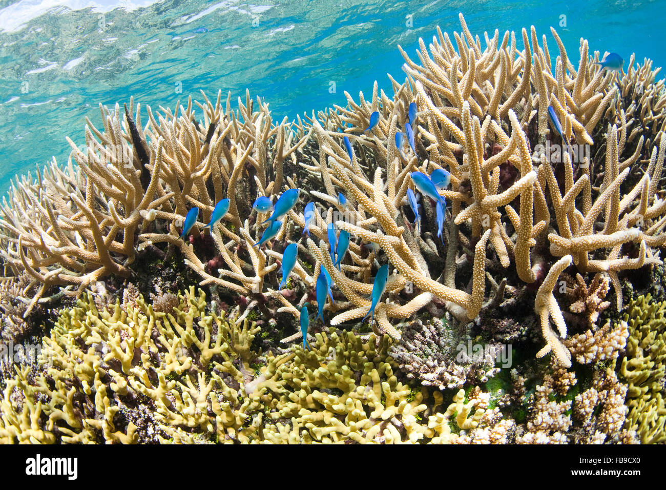 Coral reef with tropical fish,Chuuk, Federated States of Micronesia ...