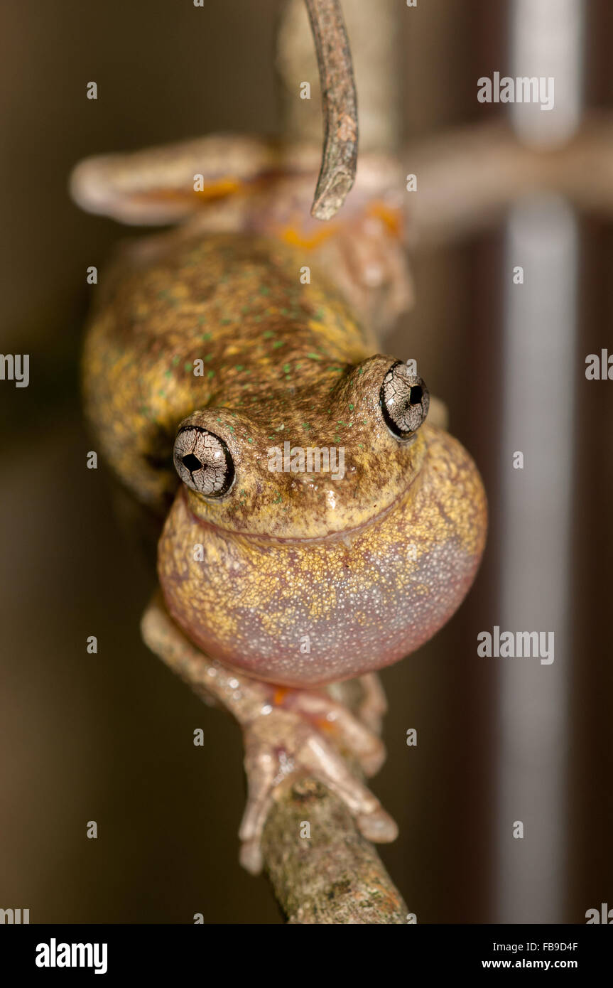 Laughing frog hi-res stock photography and images - Alamy