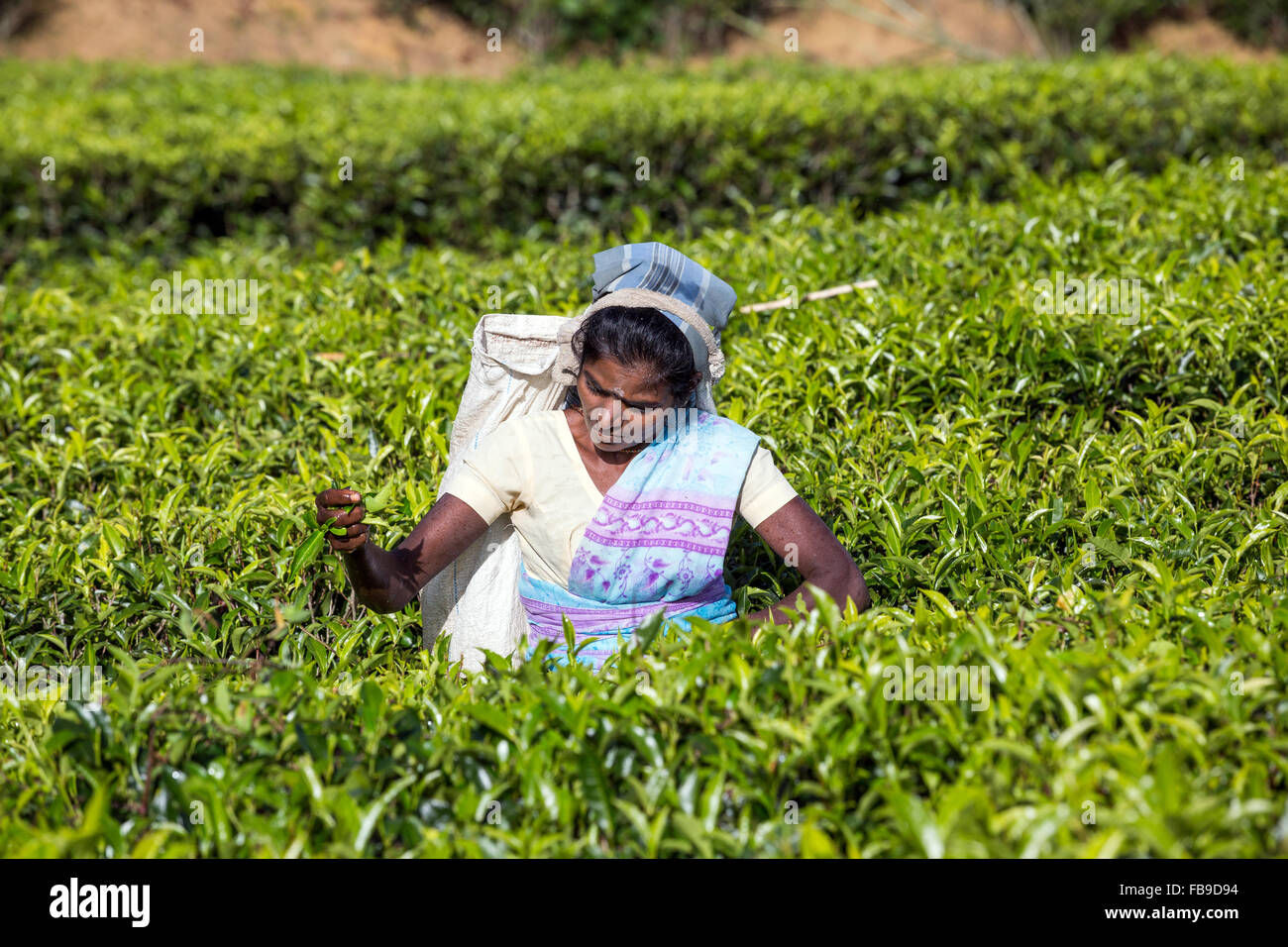 Tea picking, Tea plantation, Central Province, district Hatton ...