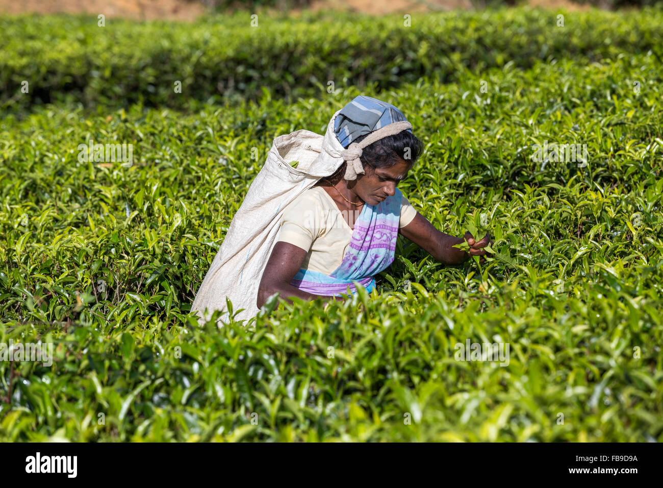 Tea picking, Tea plantation, Central Province, district Hatton ...