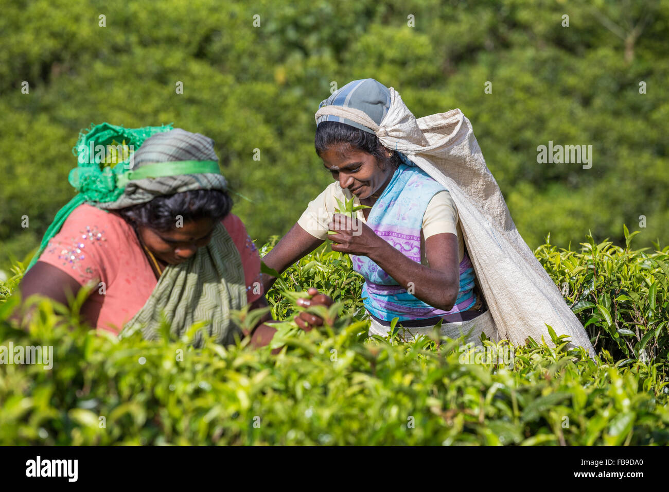 Tea picking, Tea plantation, Central Province, district Hatton ...