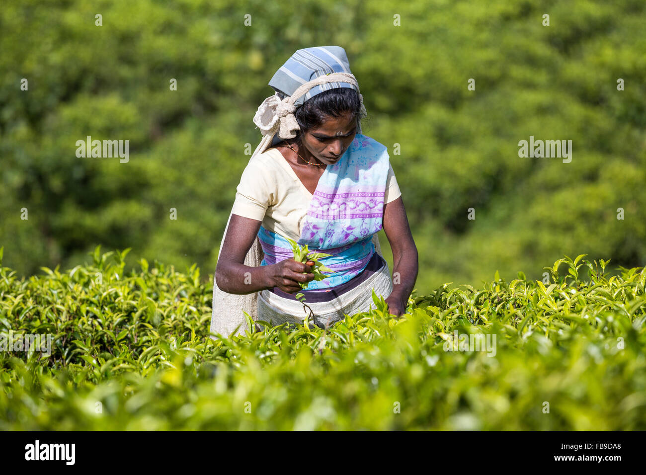 Tea picking, Tea plantation, Central Province, district Hatton ...