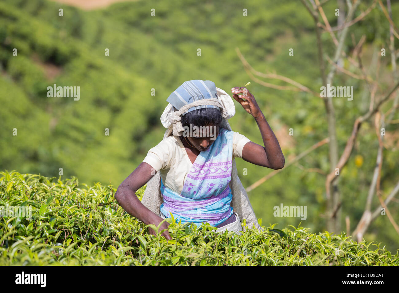 Tea picking, Tea plantation, Central Province, district Hatton ...