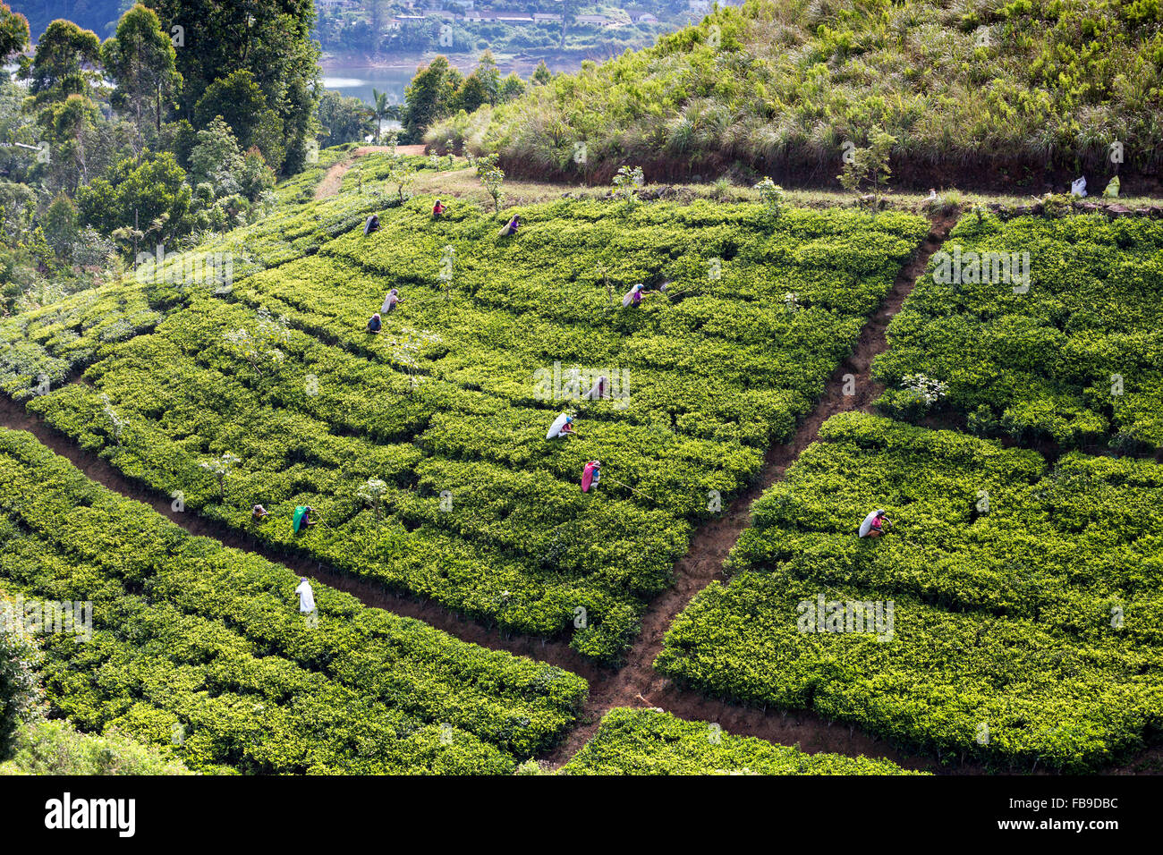 Tea picking, Tea plantation, Central Province, district Hatton ...