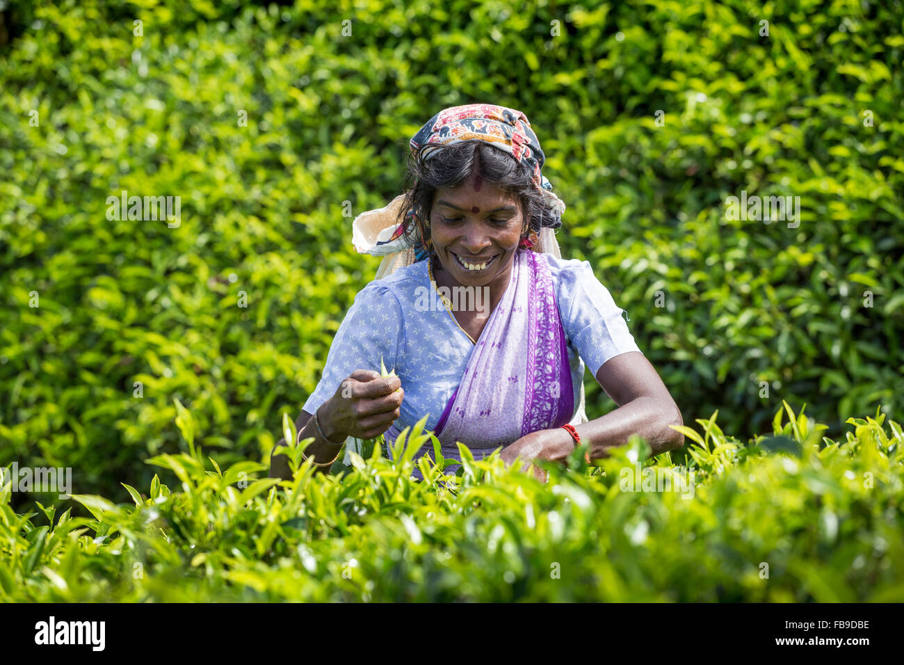 Tea picking, Tea plantation, Central Province, district Hatton ...