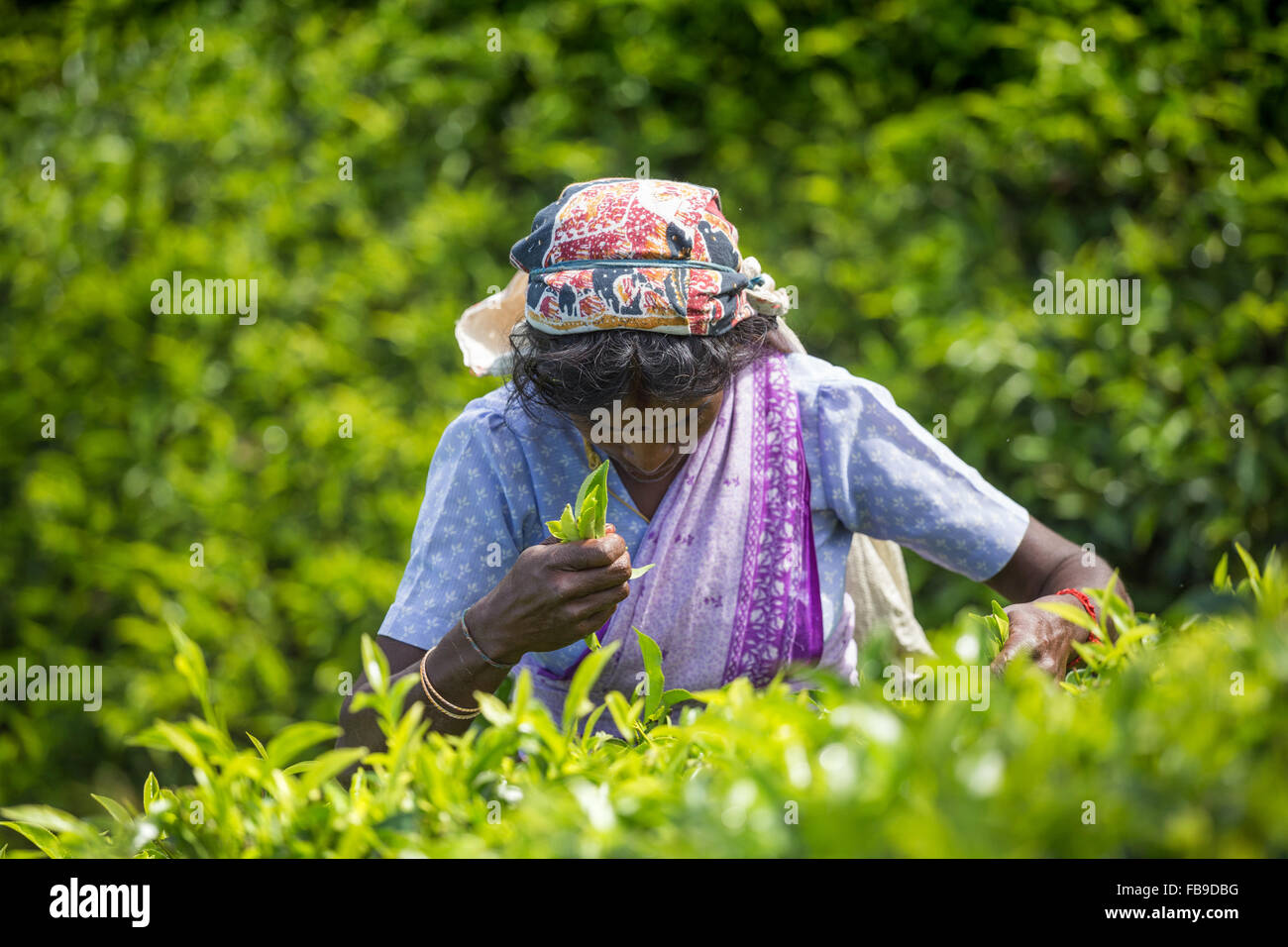 Tea picking, Tea plantation, Central Province, district Hatton ...