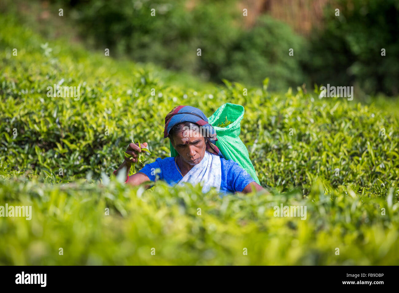 Tea picking, Tea plantation, Central Province, district Hatton ...