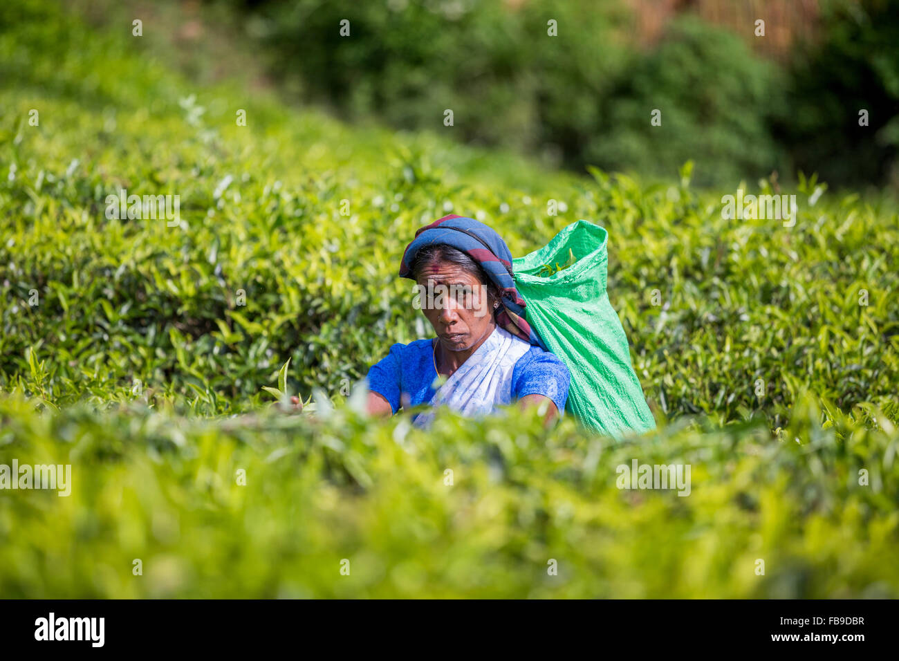 Tea picking, Tea plantation, Central Province, district Hatton ...