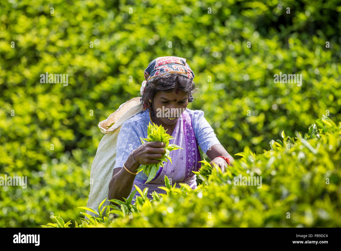 Tea picking, Tea plantation, Central Province, district Hatton ...