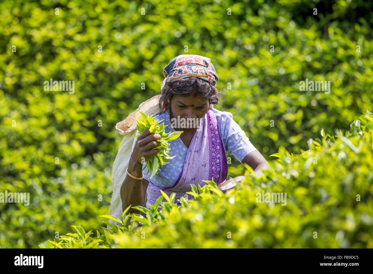 Tea picking, Tea plantation, Central Province, district Hatton ...