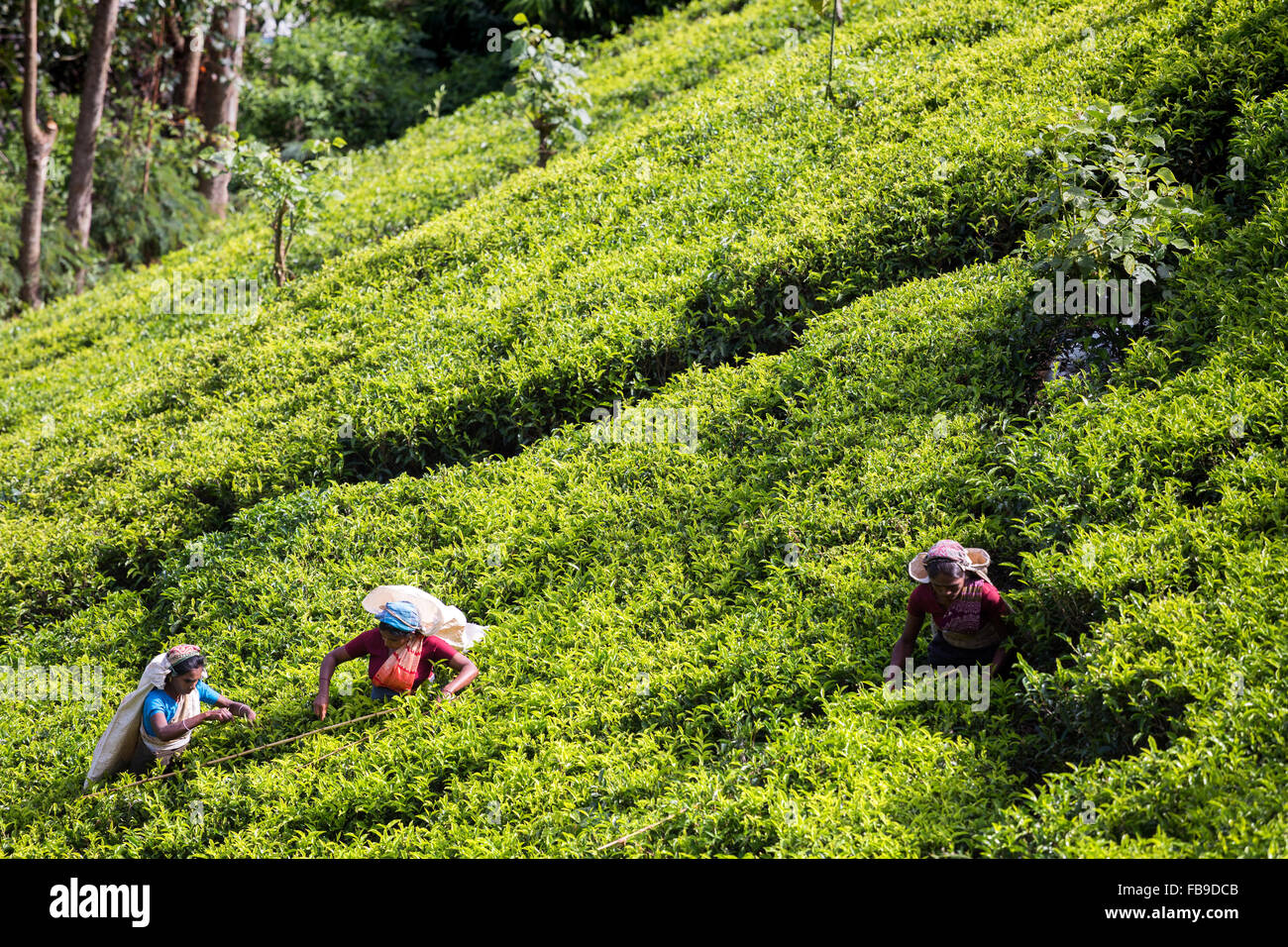 Tea picking, Tea plantation, Central Province, district Hatton ...
