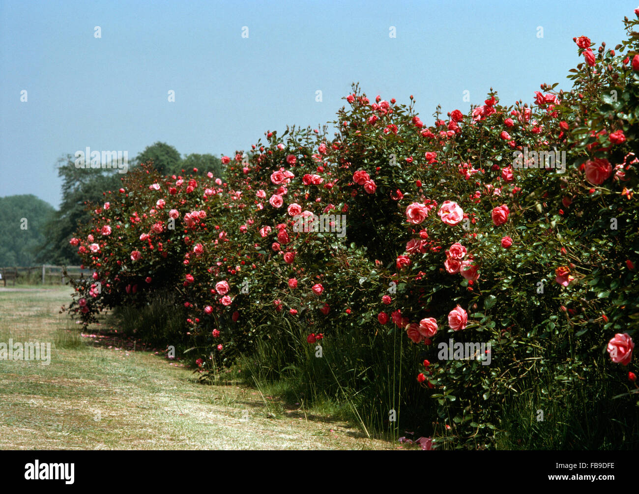 Country garden hedge hi-res stock photography and images - Alamy