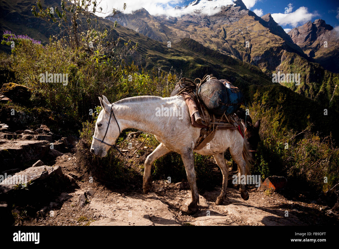 Pack mule hi-res stock photography and images - Alamy