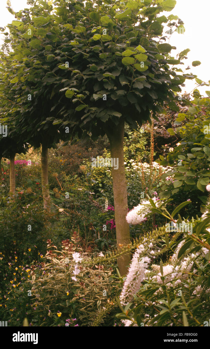 Buddleia bush and buddleia trees hi-res stock photography and images ...