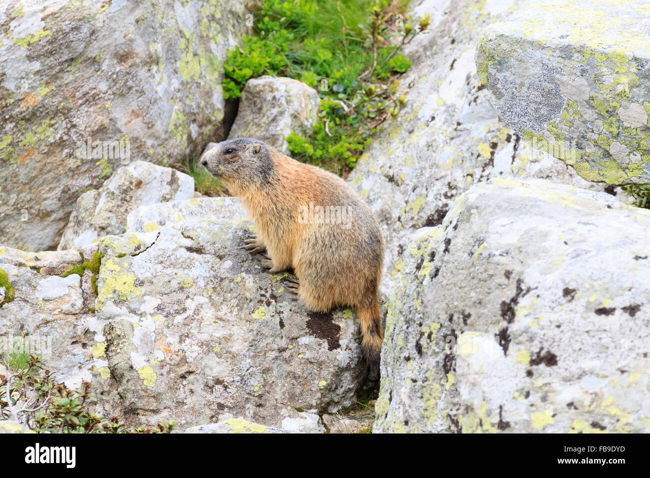 Close up of an alpine marmot along a trekking path, italian alps ...