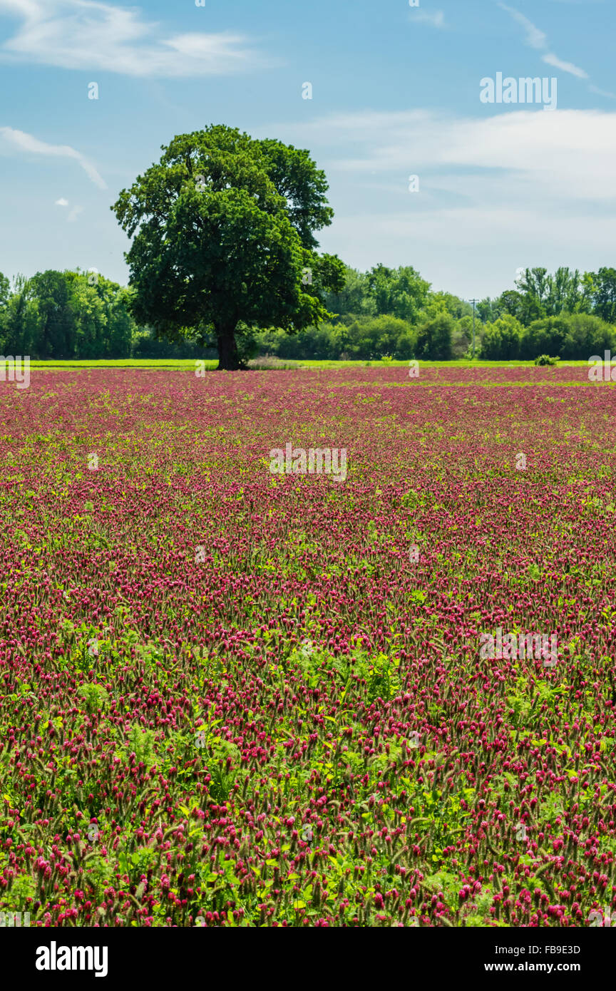 Red clover plants under cultivation in full bloom near North Plains ...