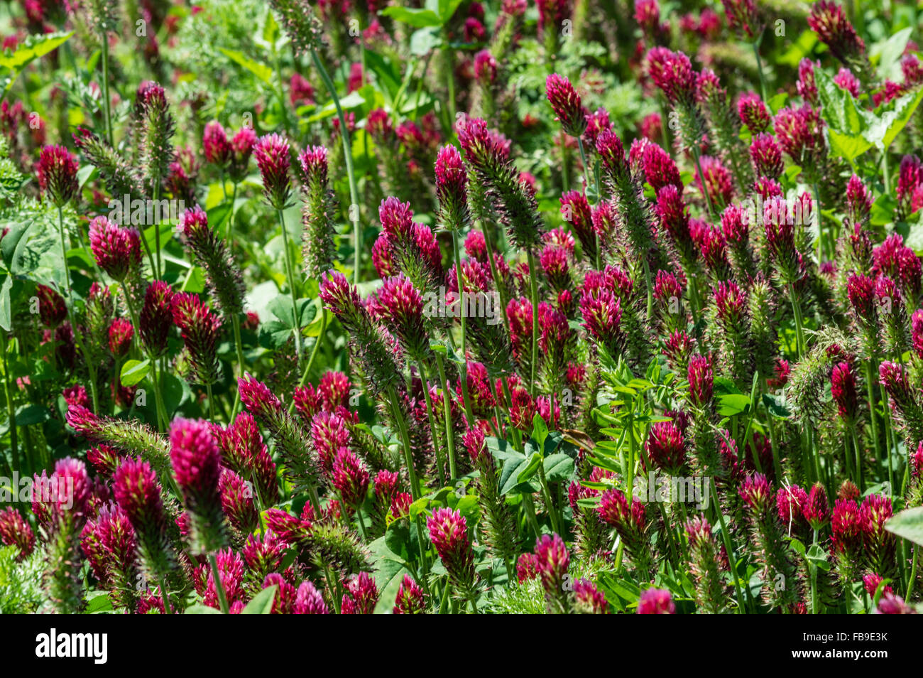 Red clover plants under cultivation in full bloom near North Plains ...