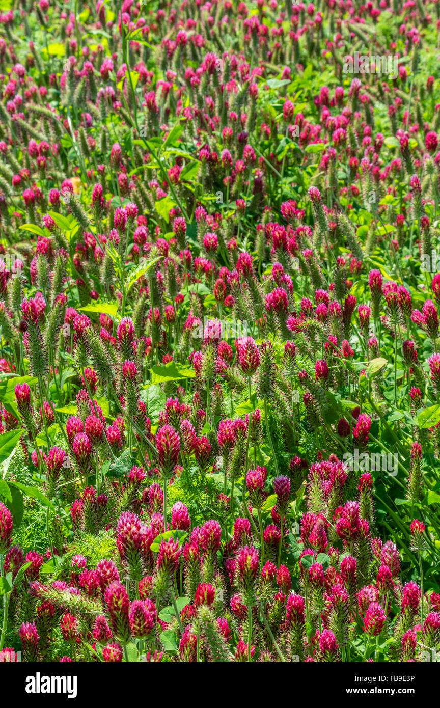 Red clover plants under cultivation in full bloom near North Plains ...