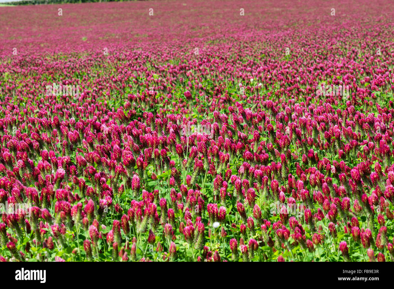 Closeup of red clover plants under cultivation on a farm near Banks ...
