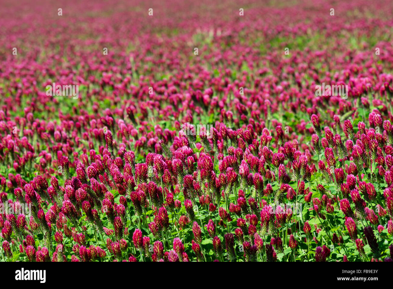Closeup of red clover plants under cultivation on a farm near Banks ...