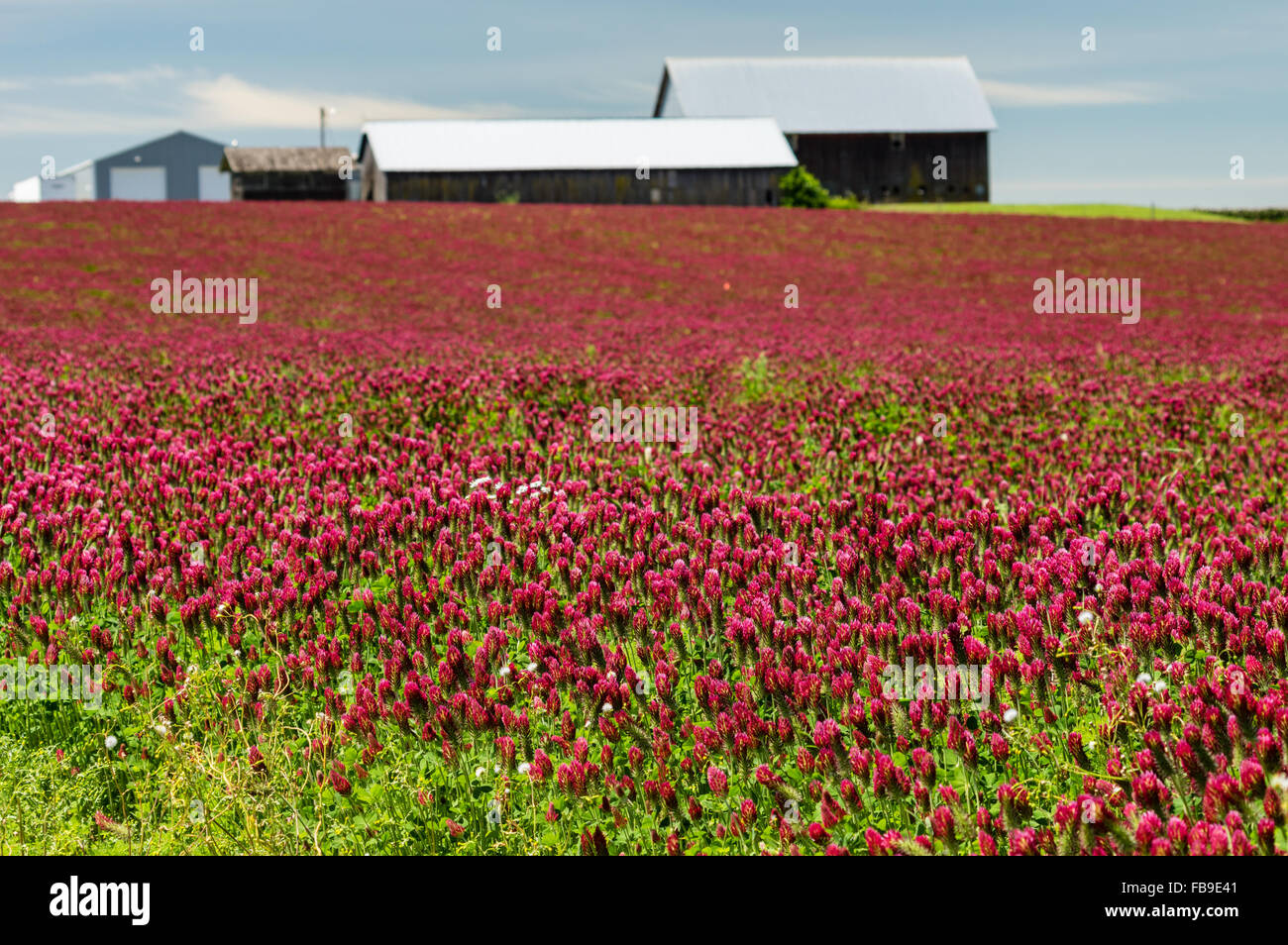 Farm lands planted in red clover with barns and farm buildings. Banks ...